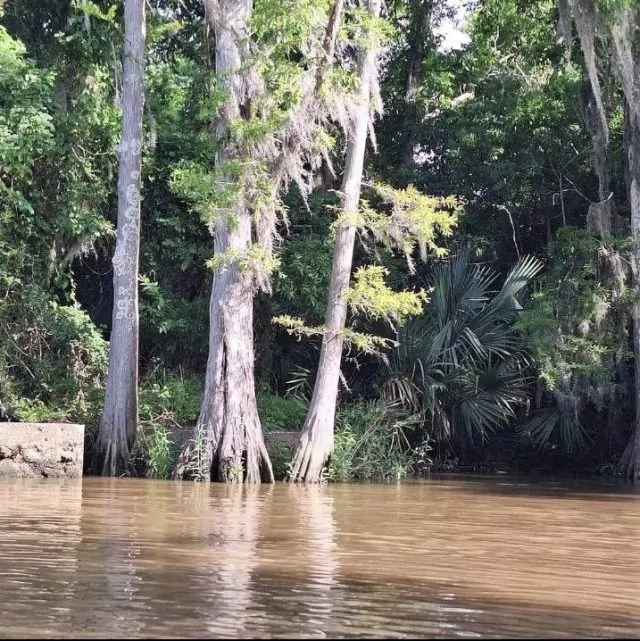 Devils Swamp Kayak And Walking Tour - Gulf Coast Eco Tour